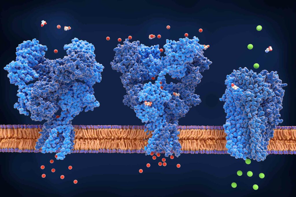 GABA: A Look at the Brain Neurotransmitter - Mantra Care